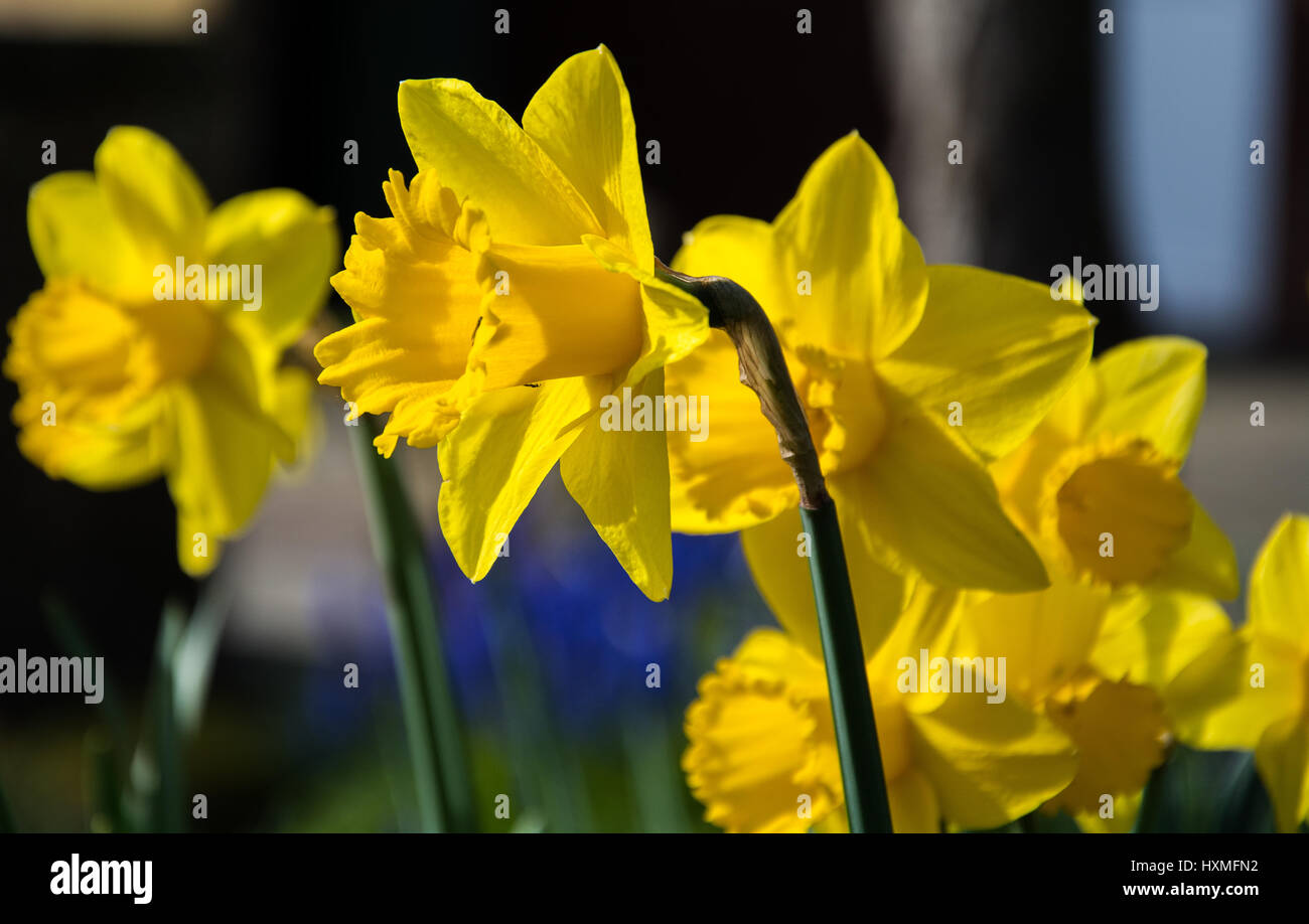 National symbols of wales hi-res stock photography and images - Alamy