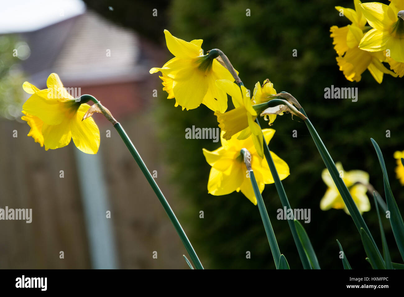 English symbols hi-res stock photography and images - Alamy