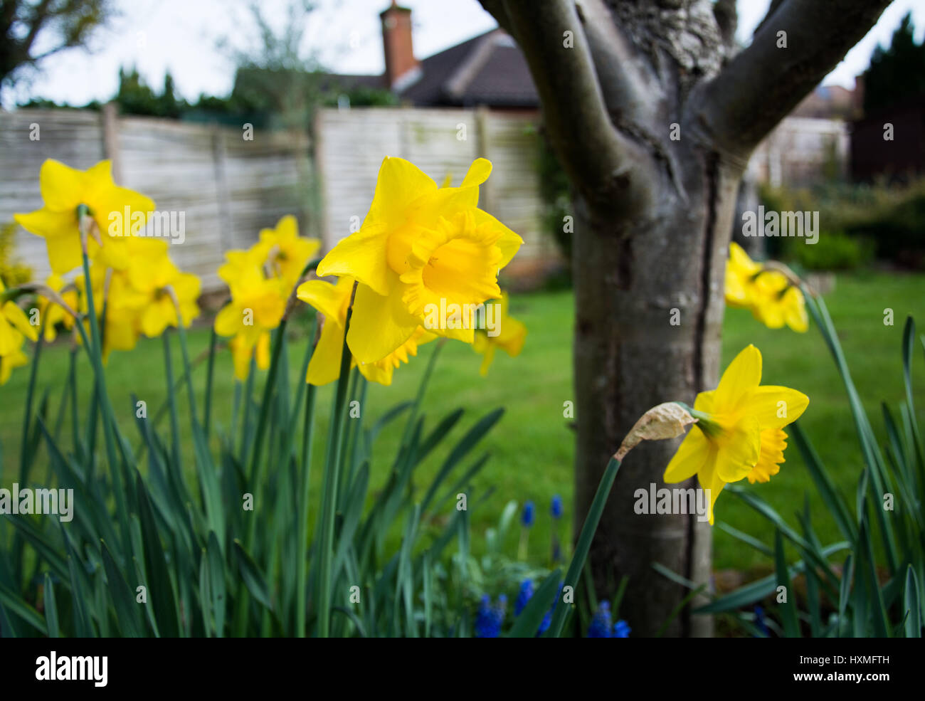 Bright Daffodils in an English country garden Stock Photo - Alamy