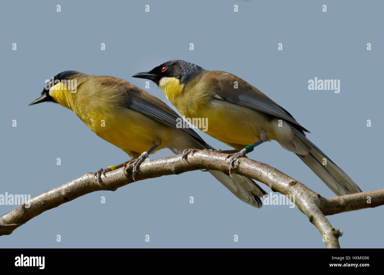 Pair of Blue-Crowned Laughingthrushes (garrulaz courtoisi Stock Photo ...
