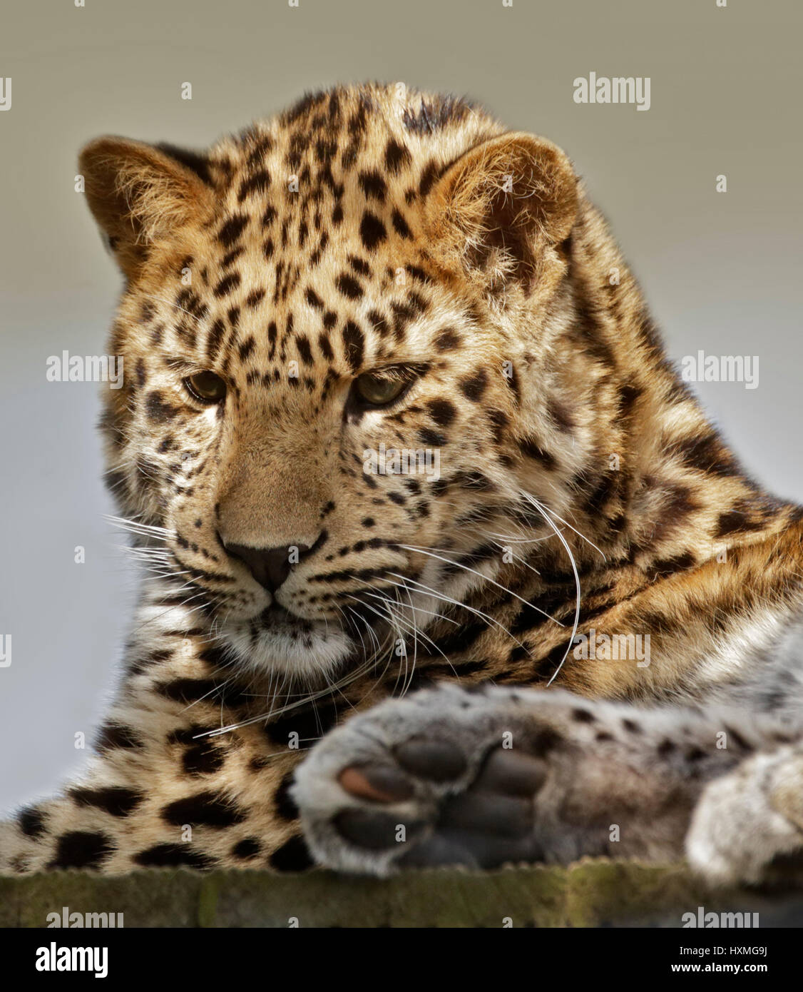 Amur Leopard (panther pardus orientalis) juvenile Stock Photo - Alamy