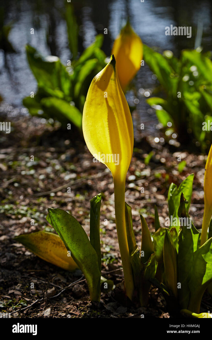 A backlit yellow Skunk cabage,Lysichiton americanus from behind Stock ...
