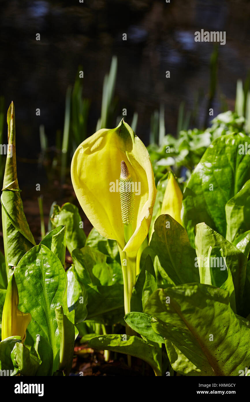 Skunk lily hi-res stock photography and images - Alamy