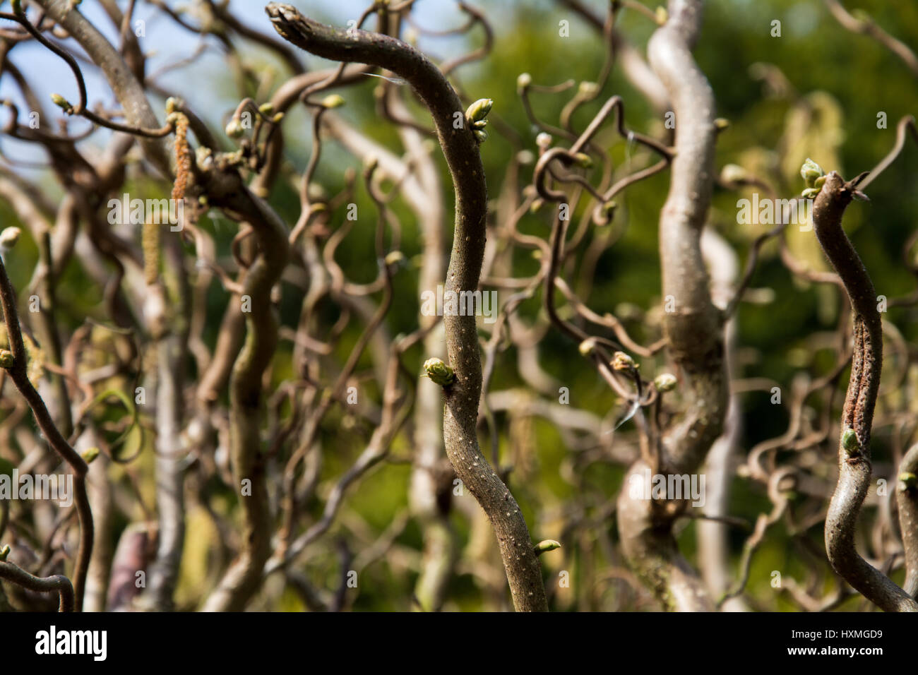 Twisted hazel tree hi-res stock photography and images - Alamy
