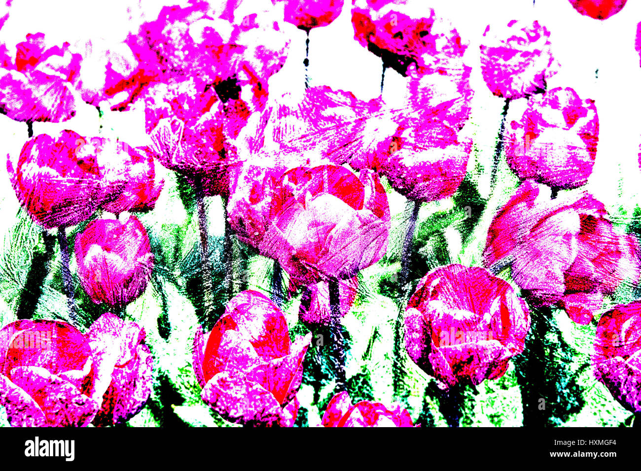 Purple tulip painting hi-res stock photography and images - Alamy
