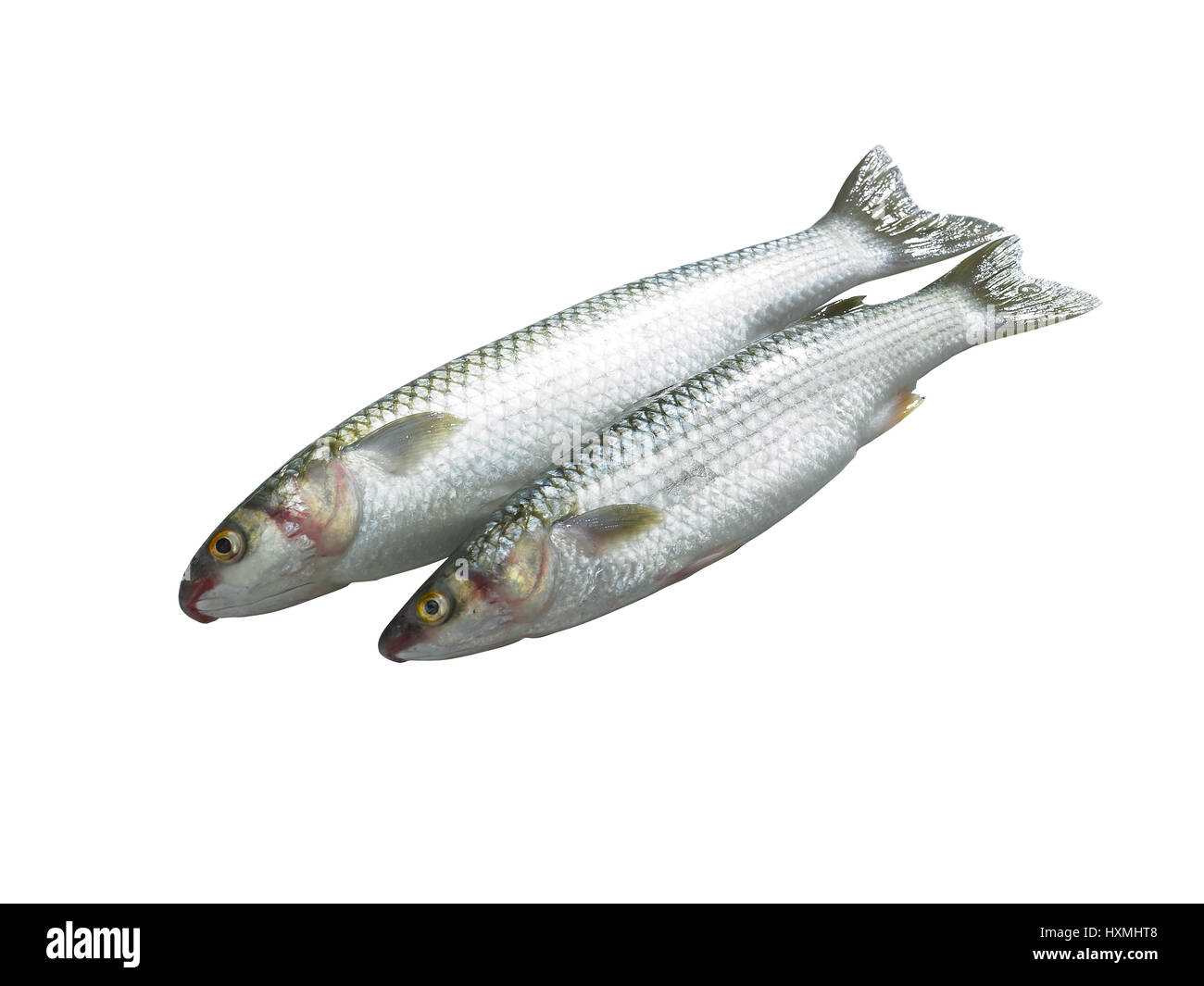 Fresh Meat & Seafood Stock Photo - Alamy
