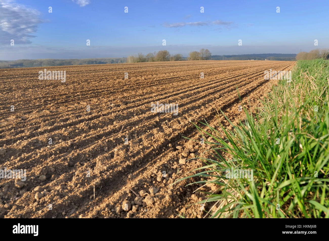 rows in plowed field under blue sky Stock Photo - Alamy