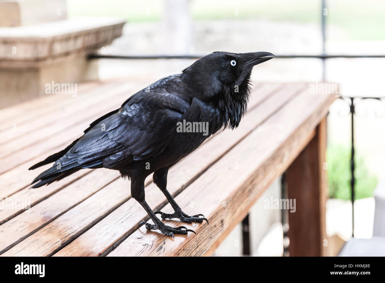 Australian raven hi-res stock photography and images - Alamy