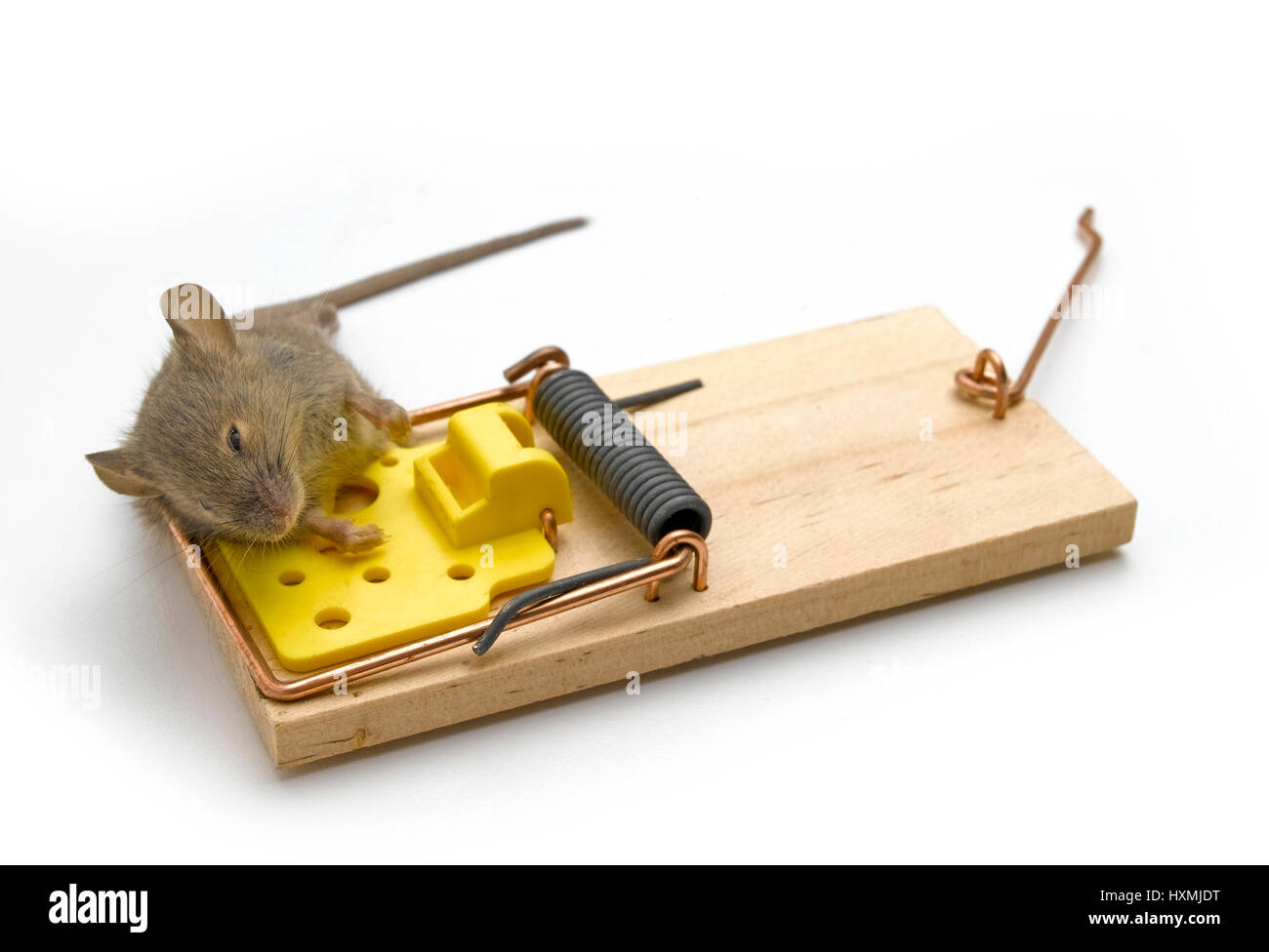 Mammal traps hi-res stock photography and images - Alamy