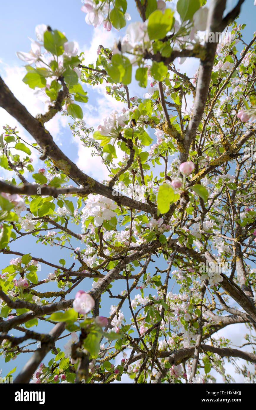 Flowering apple tree Stock Photo - Alamy