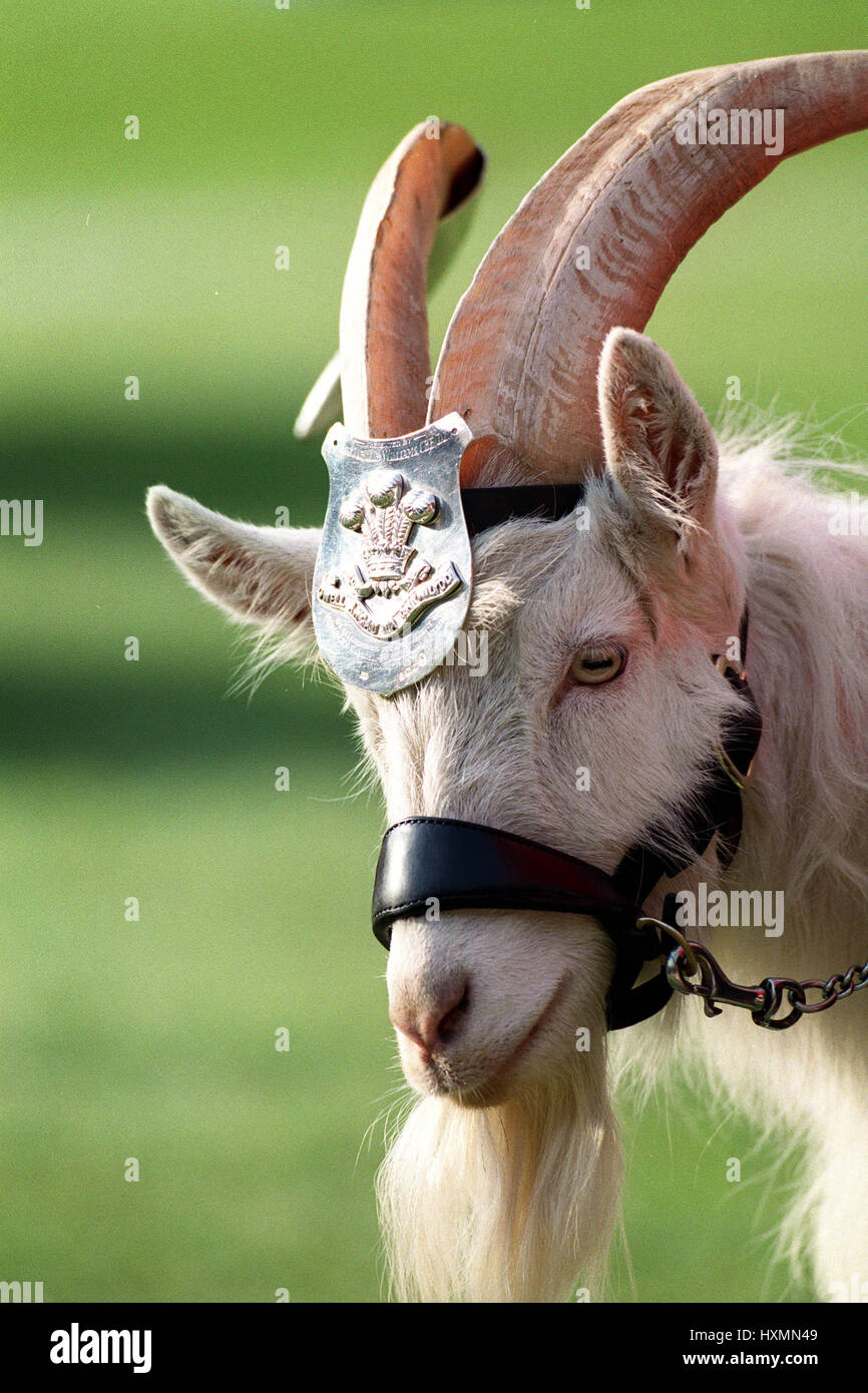 WELSH GOAT MASCOT WALES MASCOT 20 February 1999 Stock Photo - Alamy