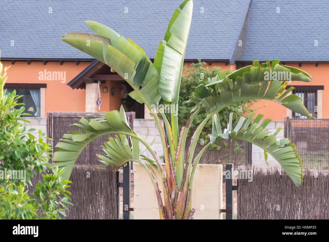 Strelitzia in a garden Stock Photo - Alamy