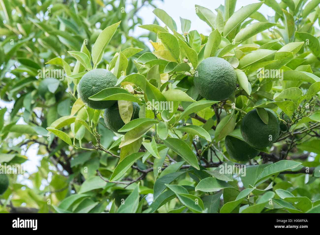Organge tree hi-res stock photography and images - Alamy