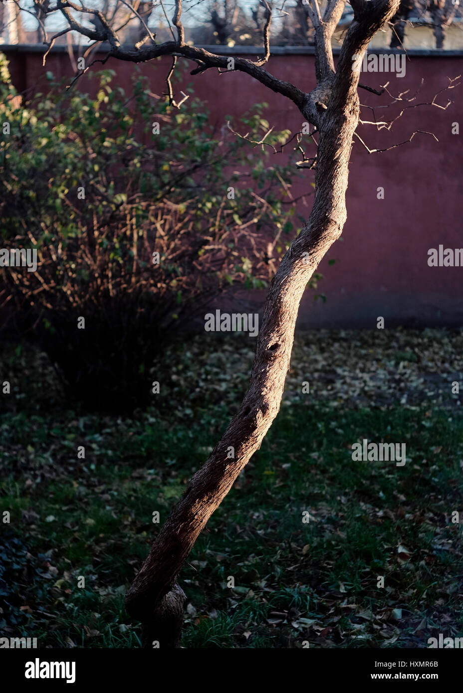Natural garden still life early morning dawn tree bush Stock Photo - Alamy