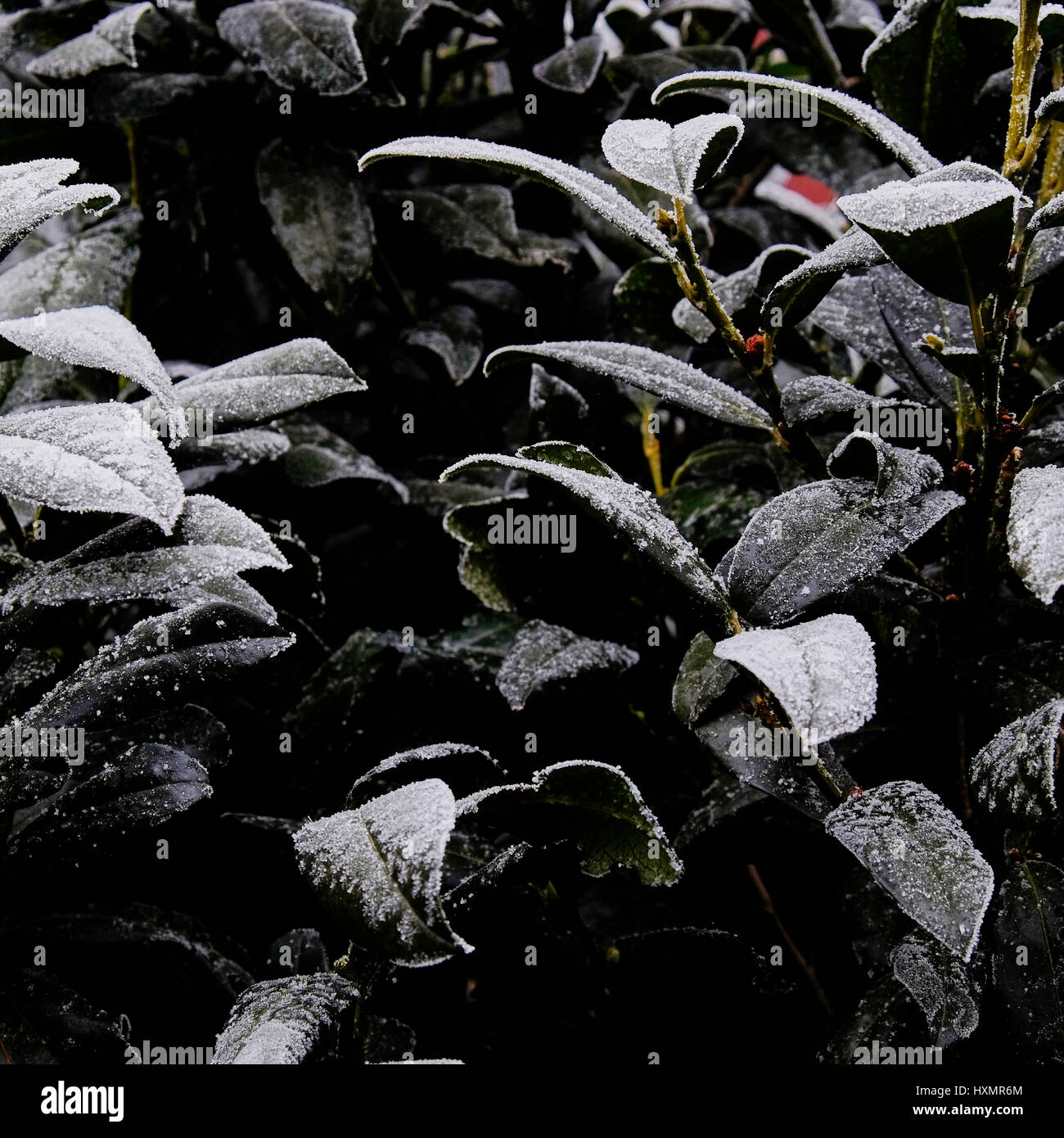 Closeup frozen evergreen foliage background Stock Photo - Alamy