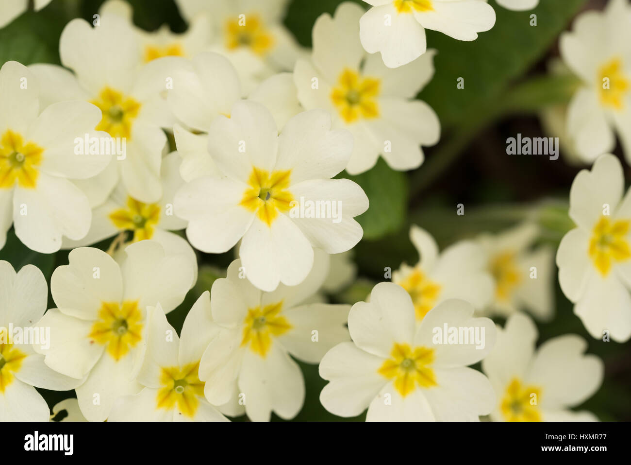Primrose bouquet hi-res stock photography and images - Alamy