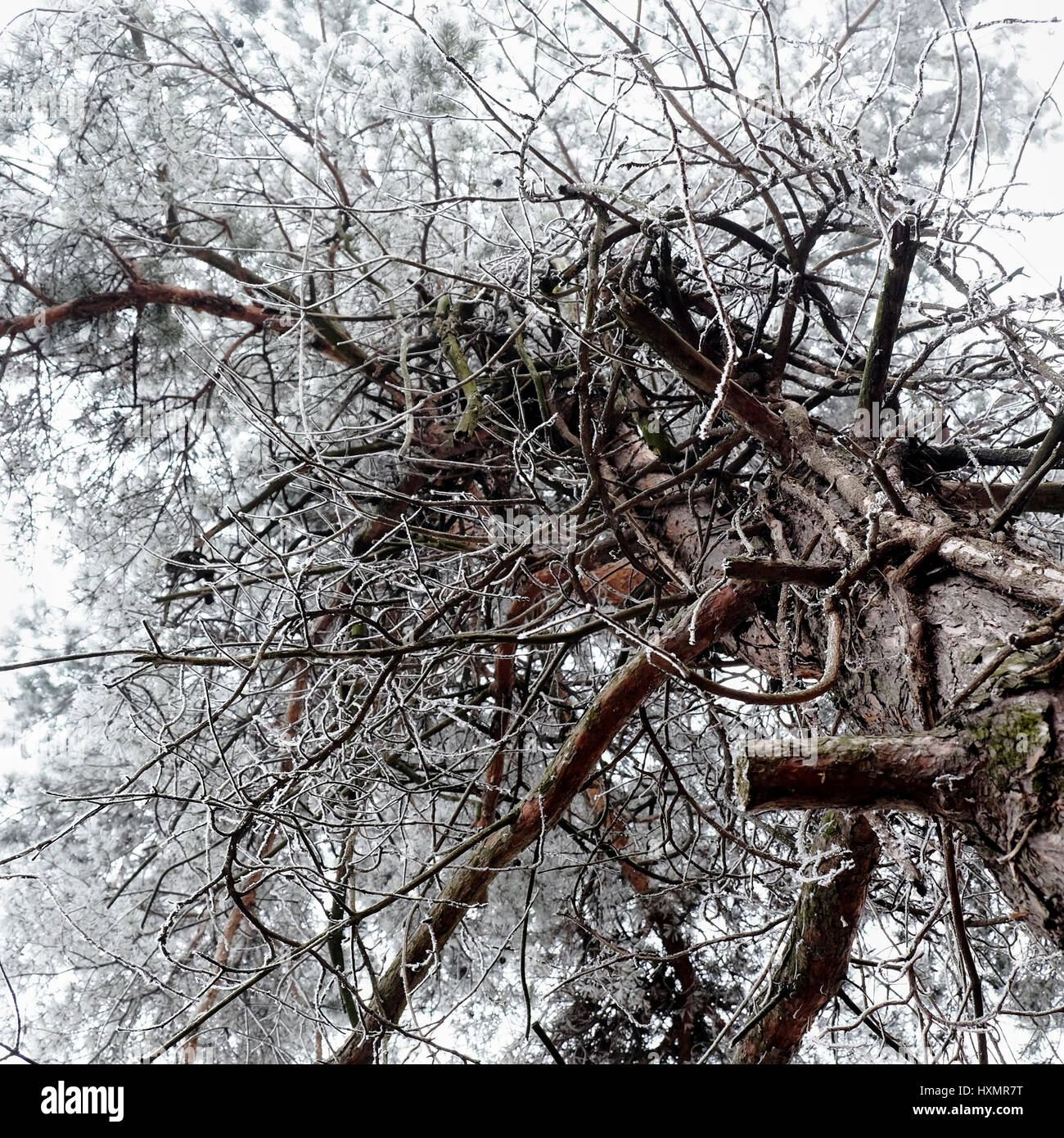 Bottom tree silhouette hi-res stock photography and images - Alamy
