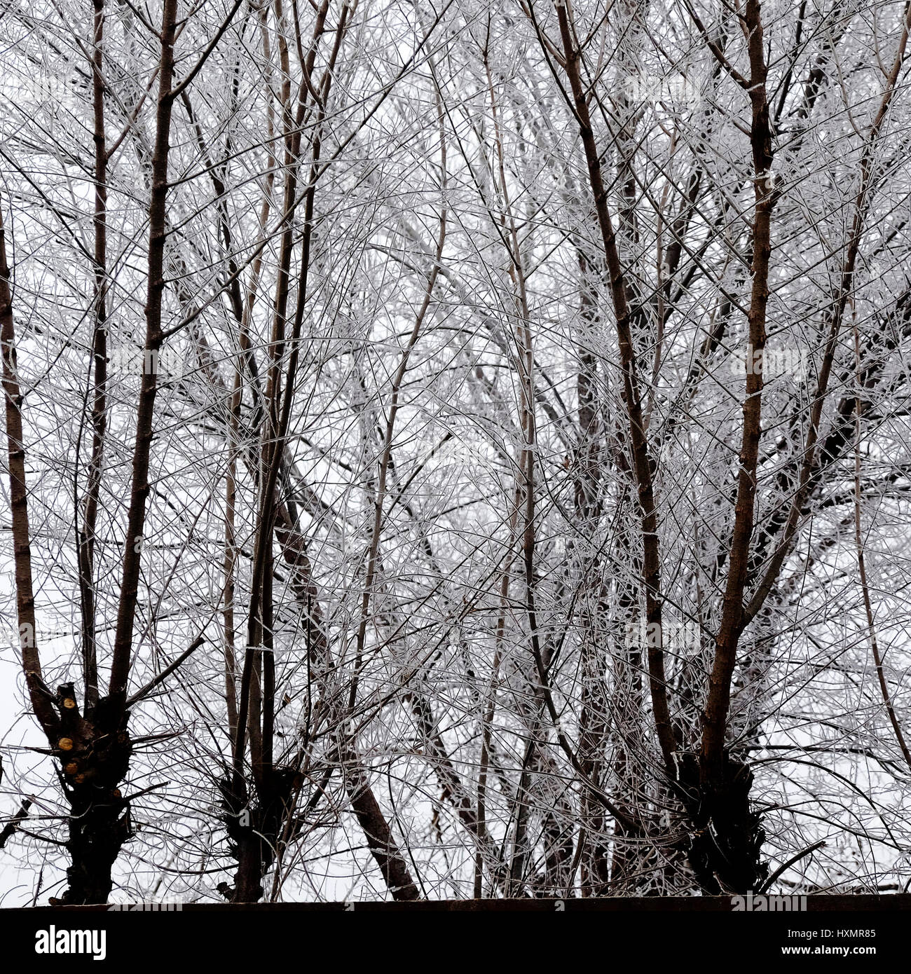 Cold foggy hi-res stock photography and images - Alamy