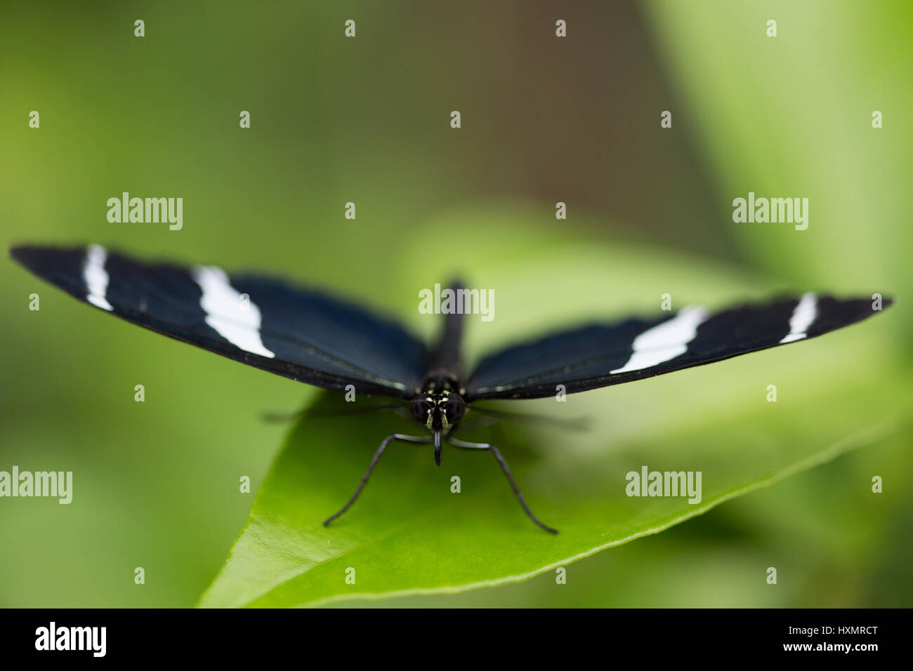 The Small Blue Grecian Heliconius Sara Stock Photo - Alamy