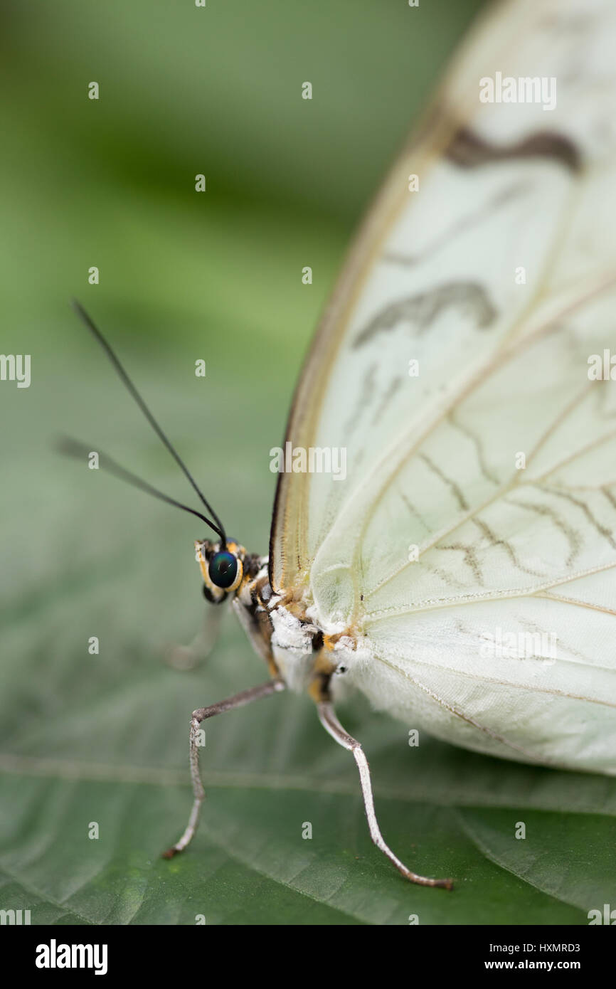 Morpho polyphemus hi-res stock photography and images - Alamy