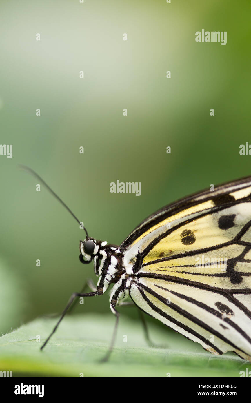 White Nymph Butterfly High Resolution Stock Photography and Images - Alamy