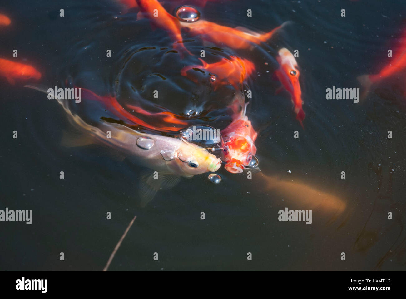 Koi fish bubble hi-res stock photography and images - Alamy