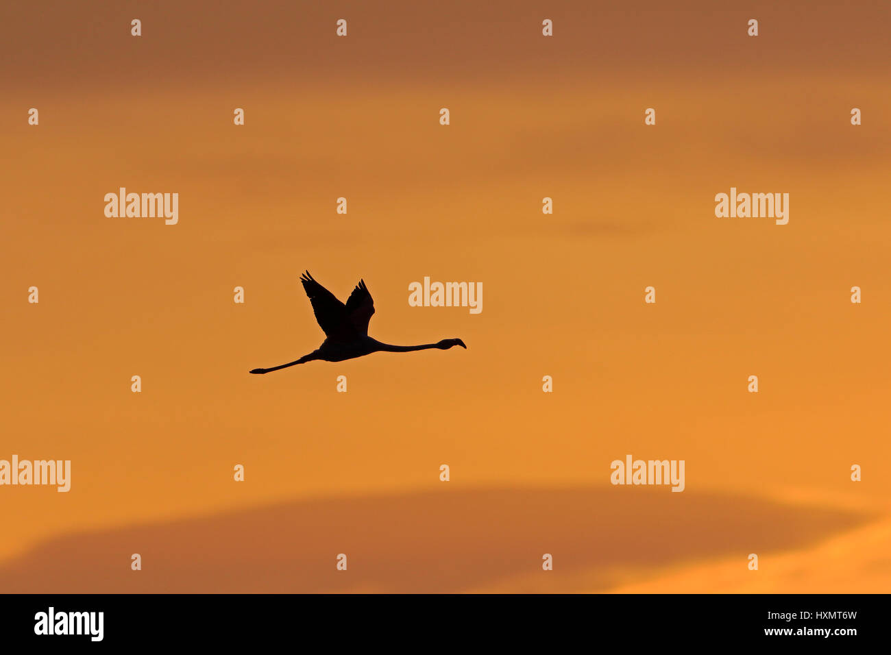 Flamingo flying sunset hi-res stock photography and images - Alamy