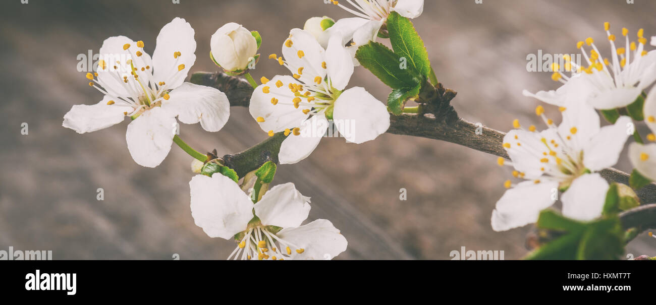 Blooming cherry branch Stock Photo - Alamy