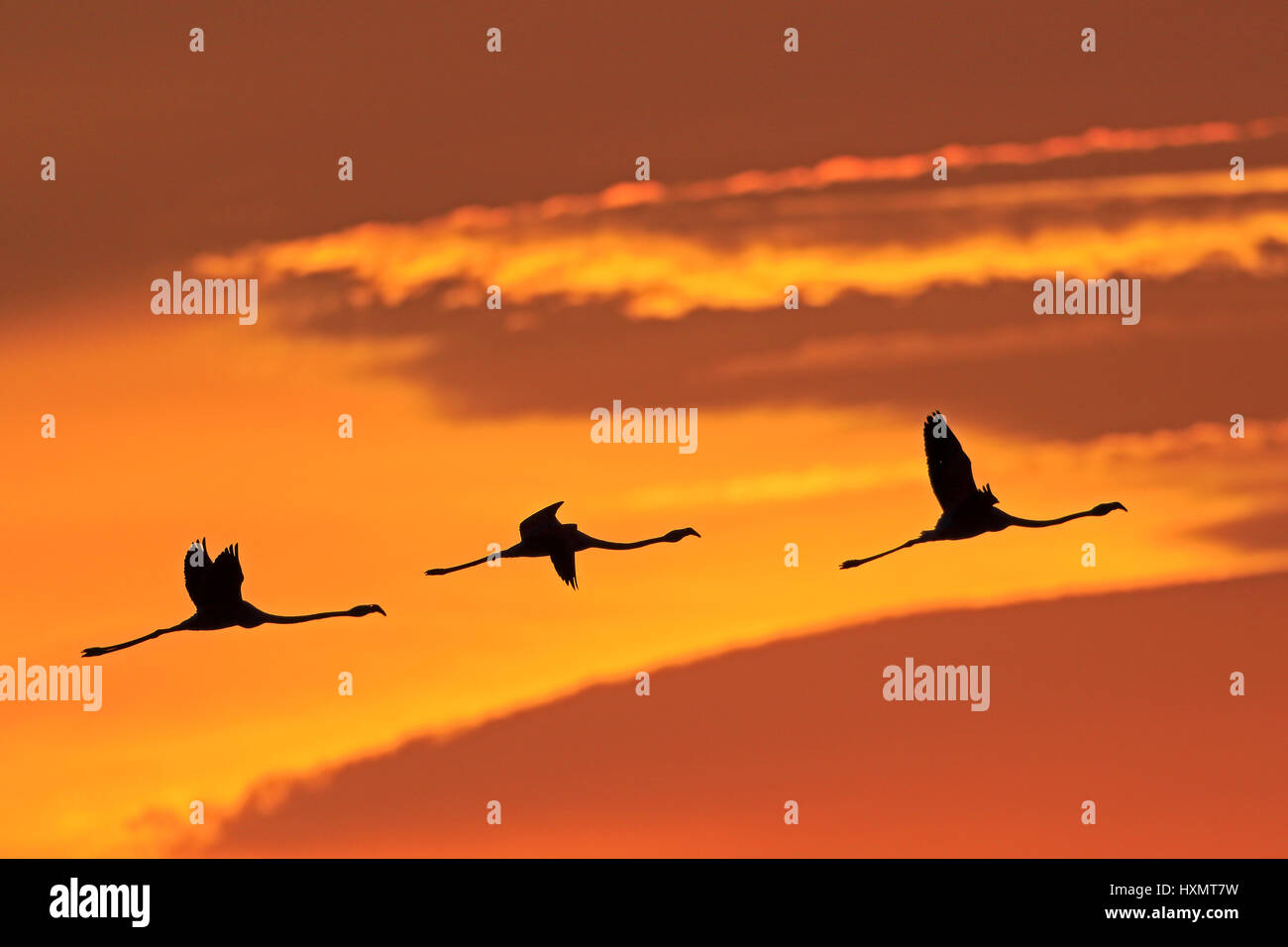 Flamingos and sunset hi-res stock photography and images - Alamy