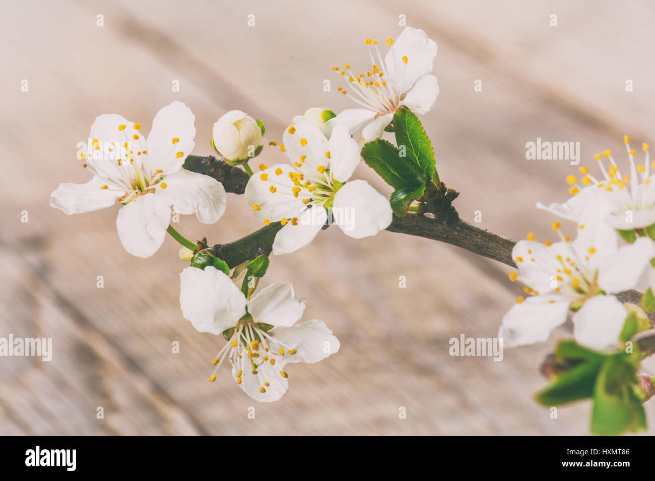 Blooming cherry branch Stock Photo - Alamy