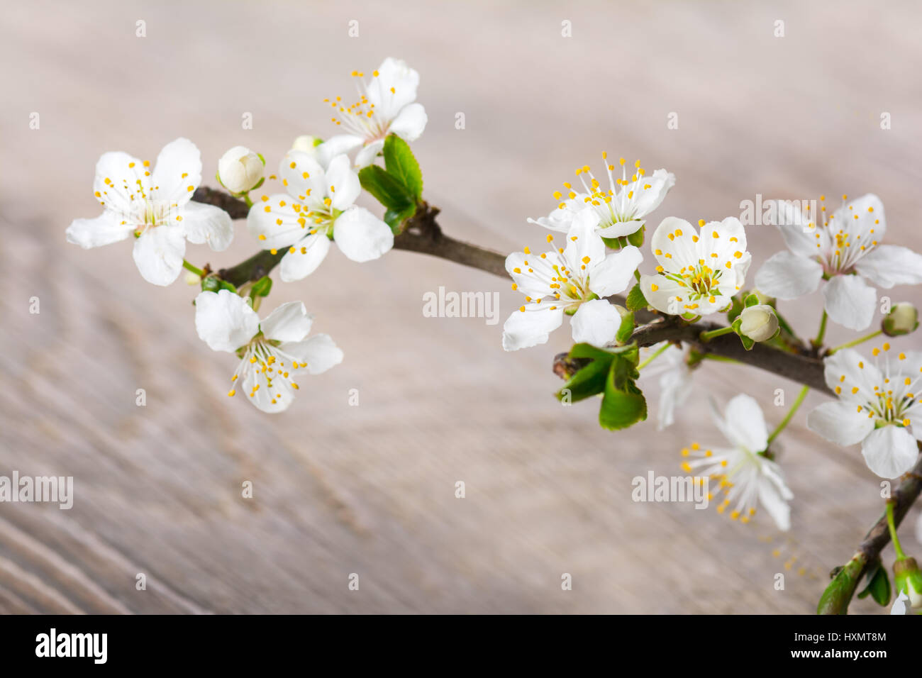 Blooming cherry branch Stock Photo - Alamy