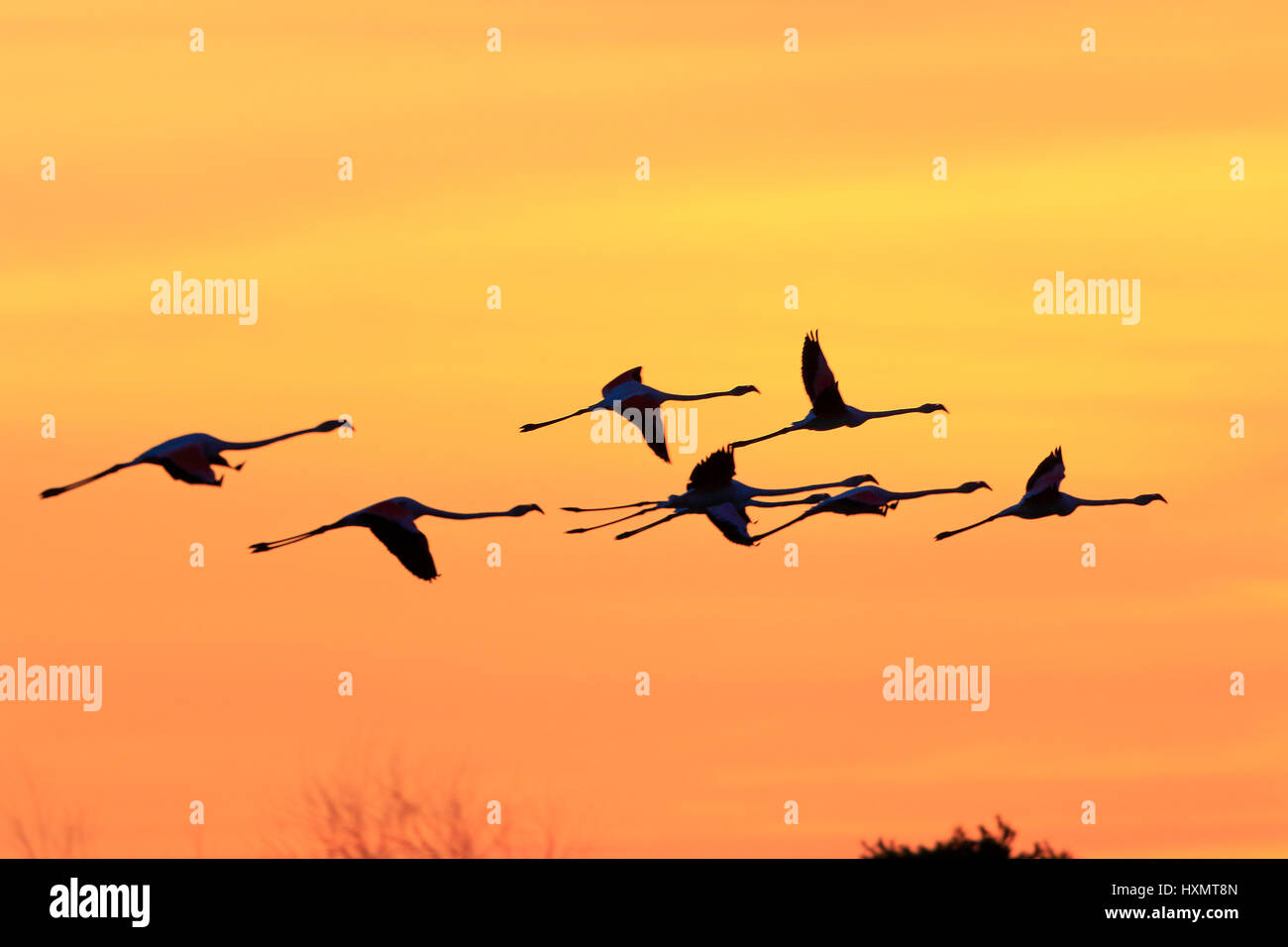 Flamingo at sunset hi-res stock photography and images - Alamy
