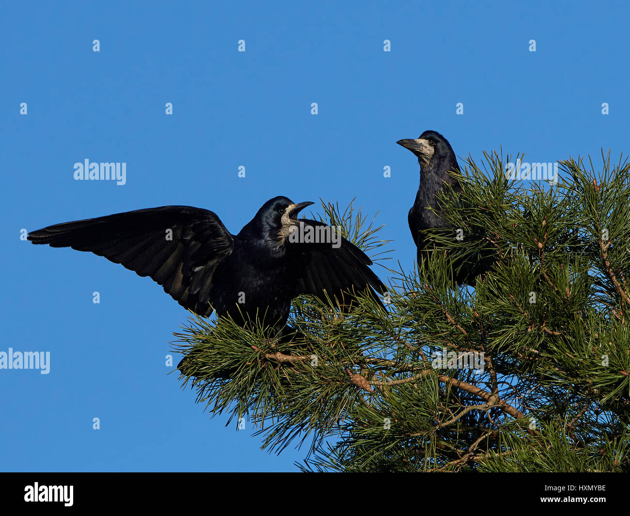 Rooks sitting in a tree with blue skies in the background Stock Photo ...