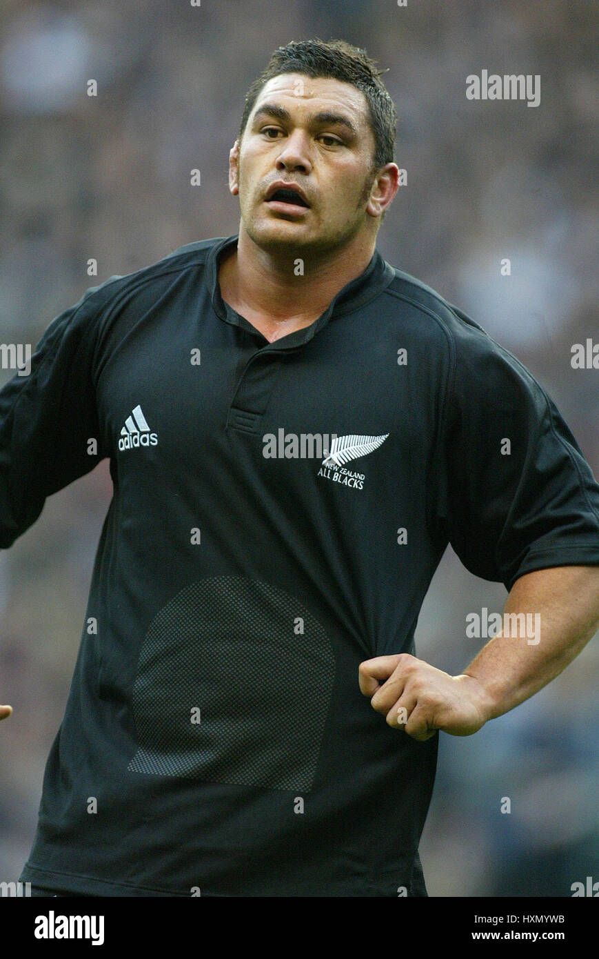 Meeuws hi-res stock photography and images - Alamy