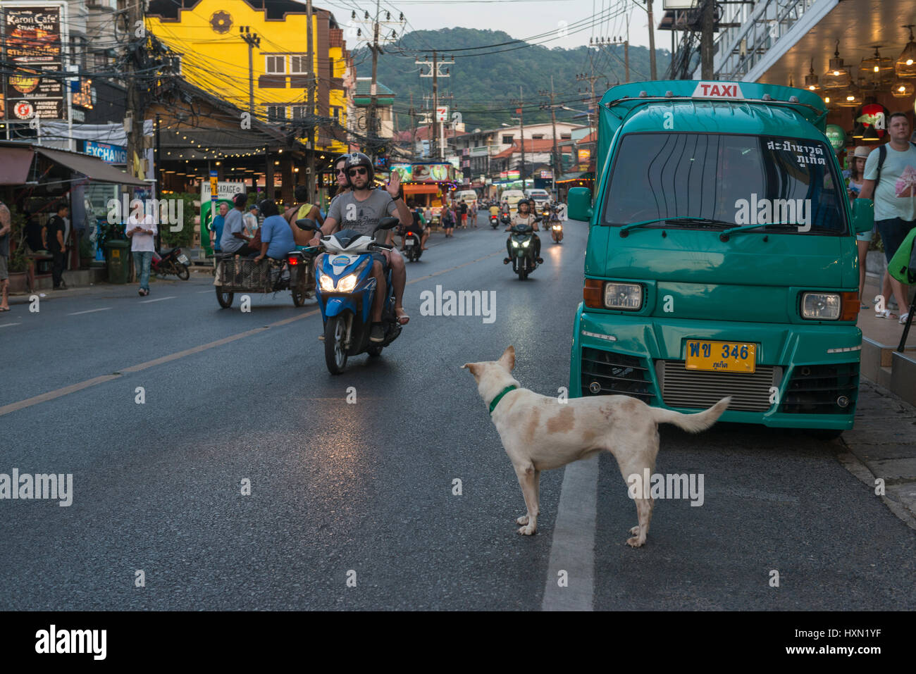 A dog waiting to cross the road in Karon town, Phuket, Thailand. 08-Mar ...