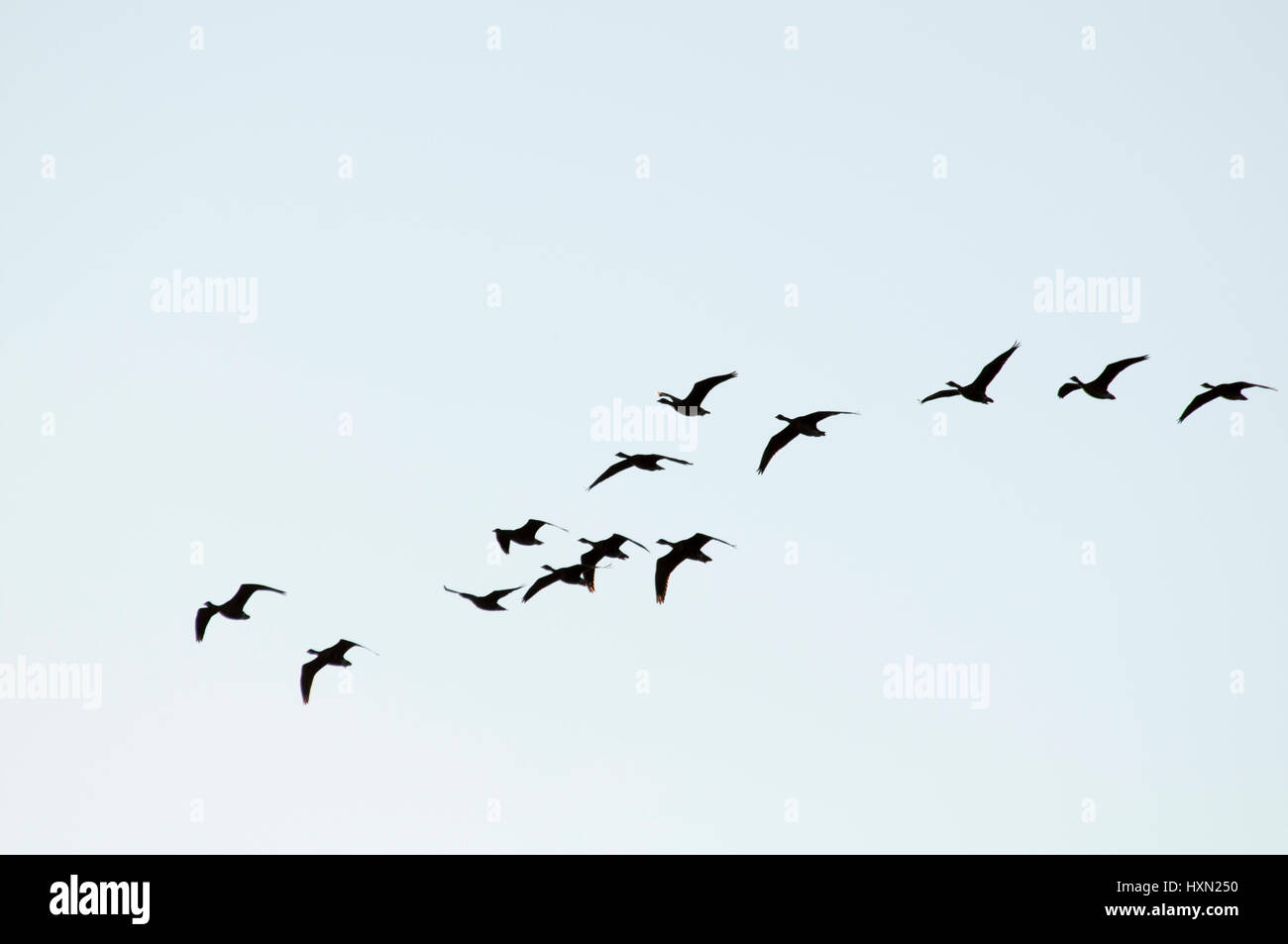 Taiga Bean Geese flying in the evening light over Wilderness Jüterbog ...