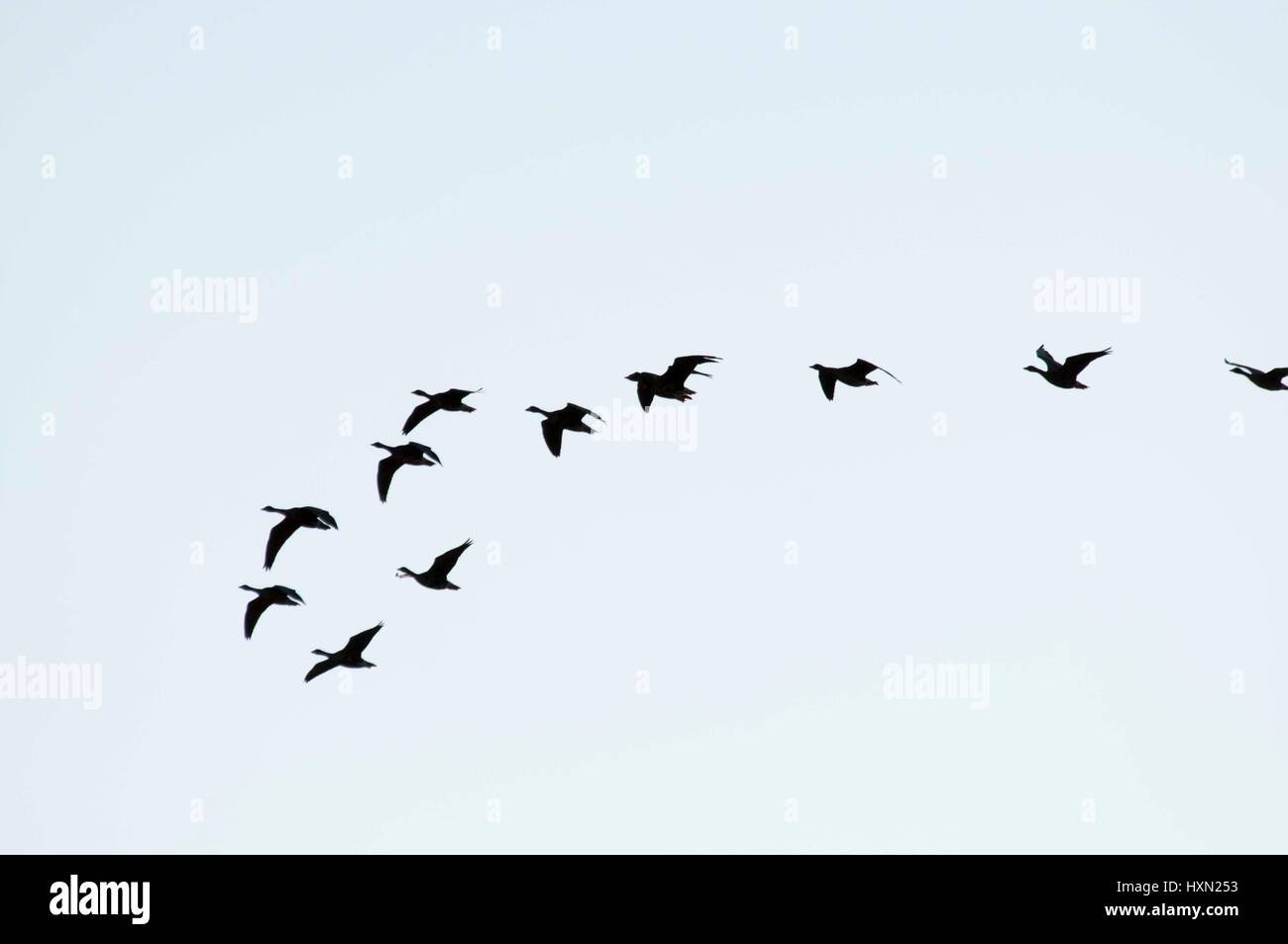 Military geese hi-res stock photography and images - Alamy