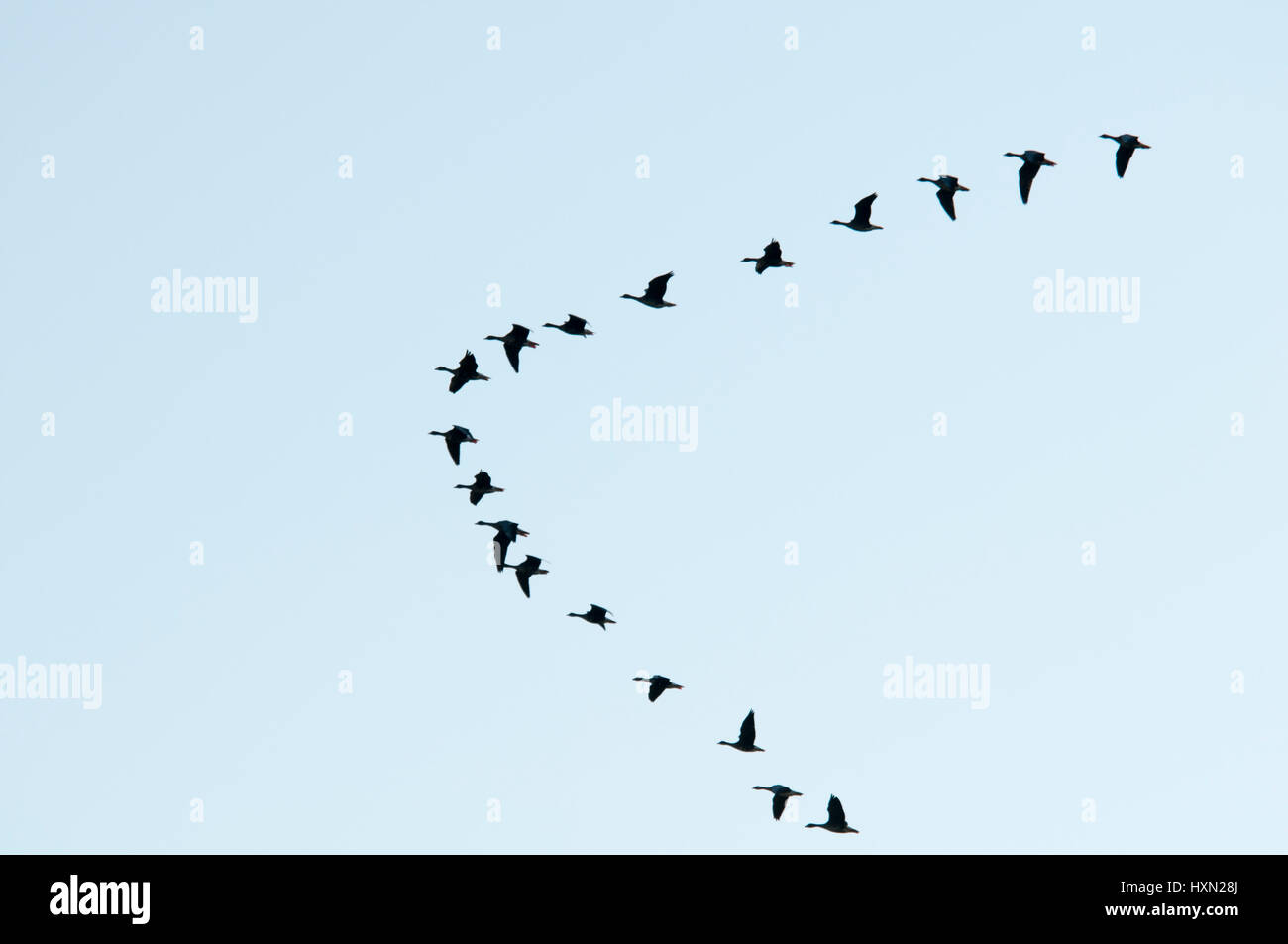 Taiga Bean Geese flying in the evening light over Wilderness Jüterbog ...