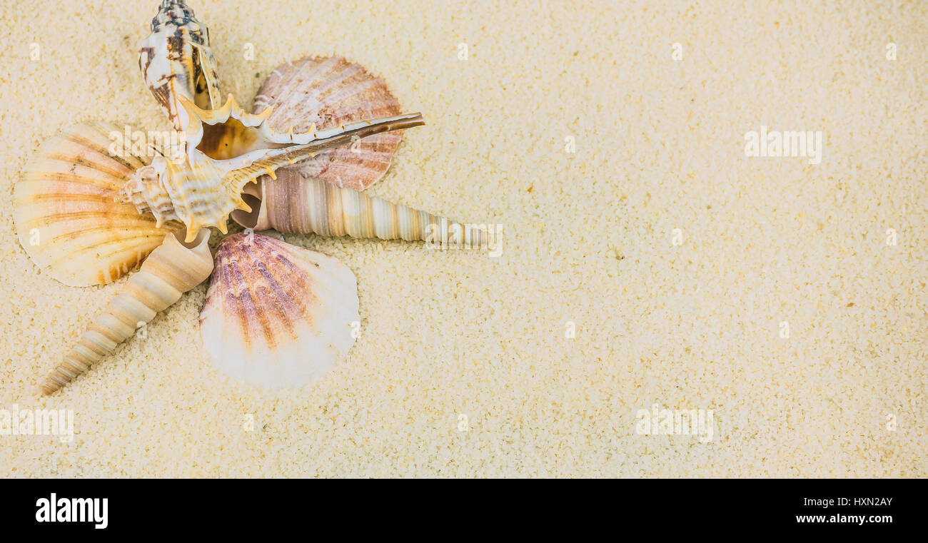 Seashell on beach in maldives hi-res stock photography and images - Alamy