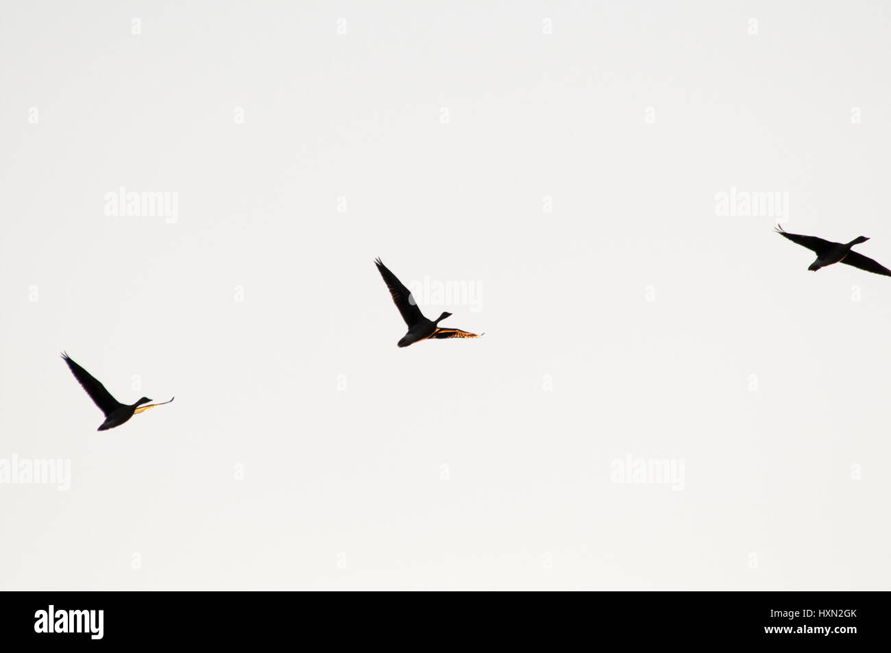 Flying taiga bean geese hi-res stock photography and images - Alamy