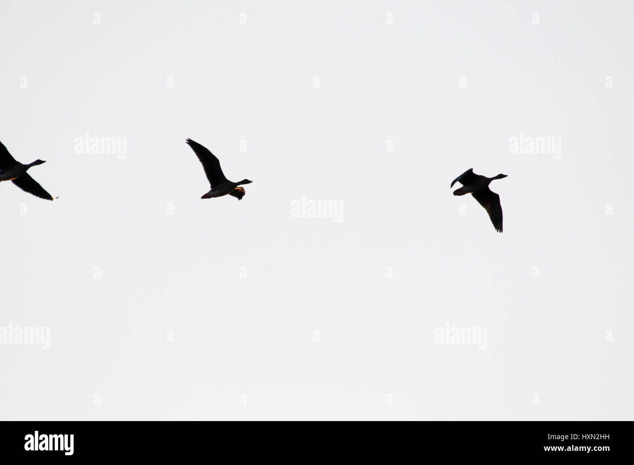 Military geese hi-res stock photography and images - Alamy