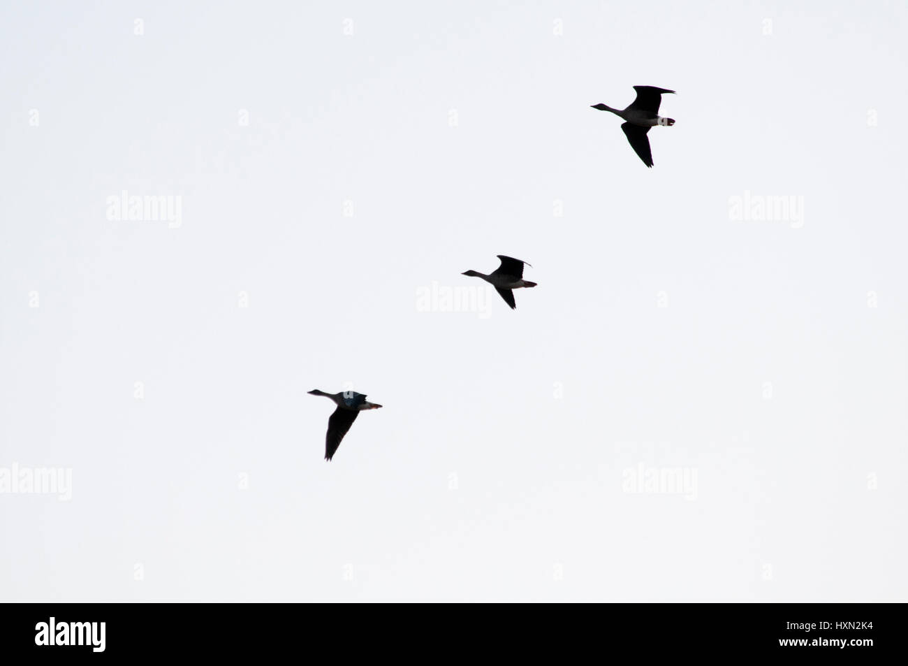 Military geese hi-res stock photography and images - Alamy