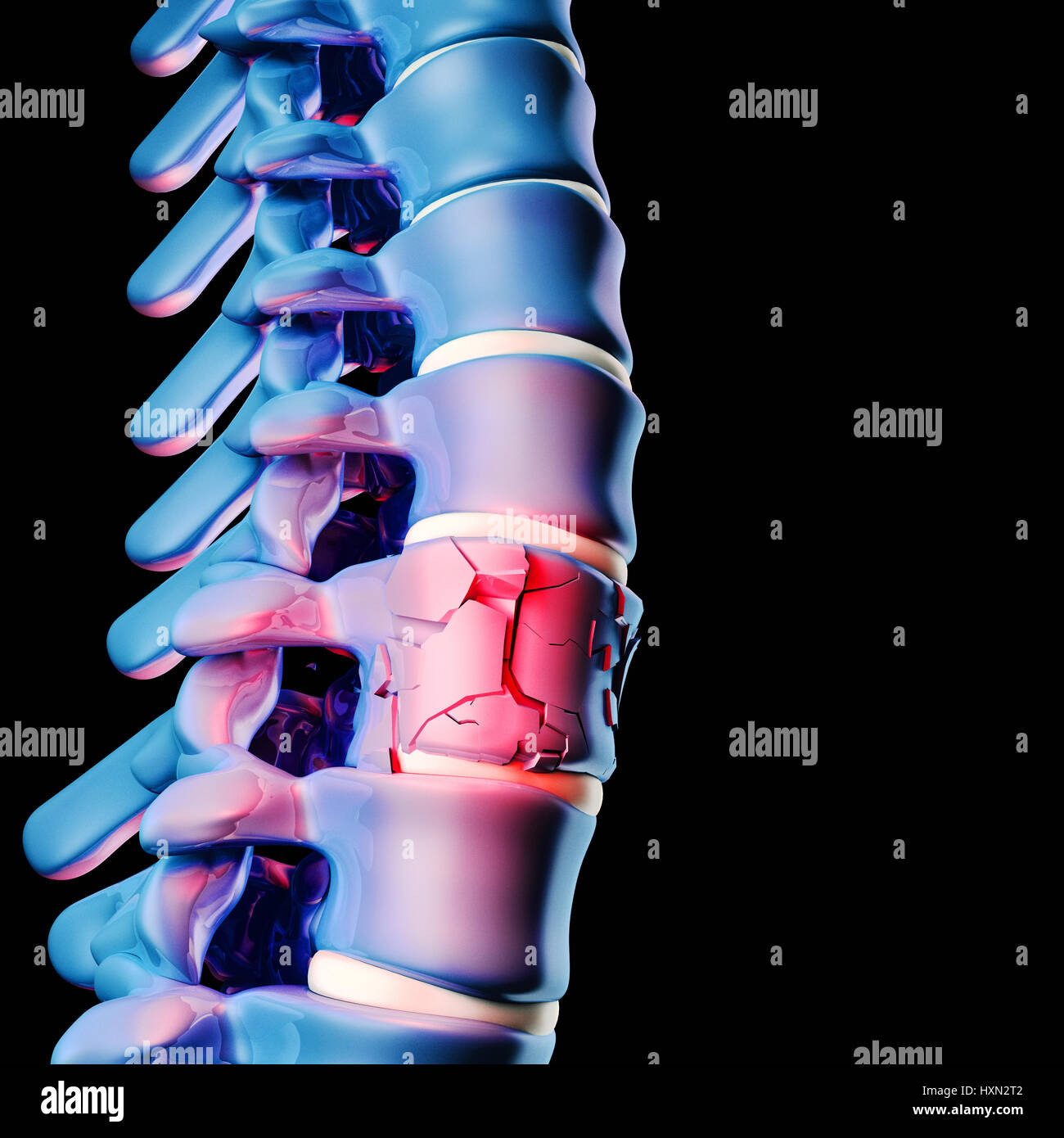 3d image of human spinal Stock Photo - Alamy