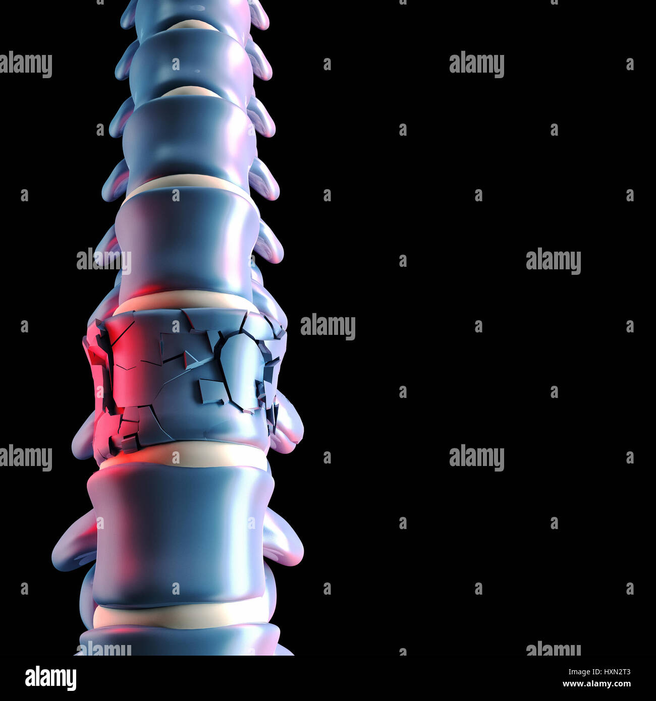 3d image of human spinal Stock Photo - Alamy