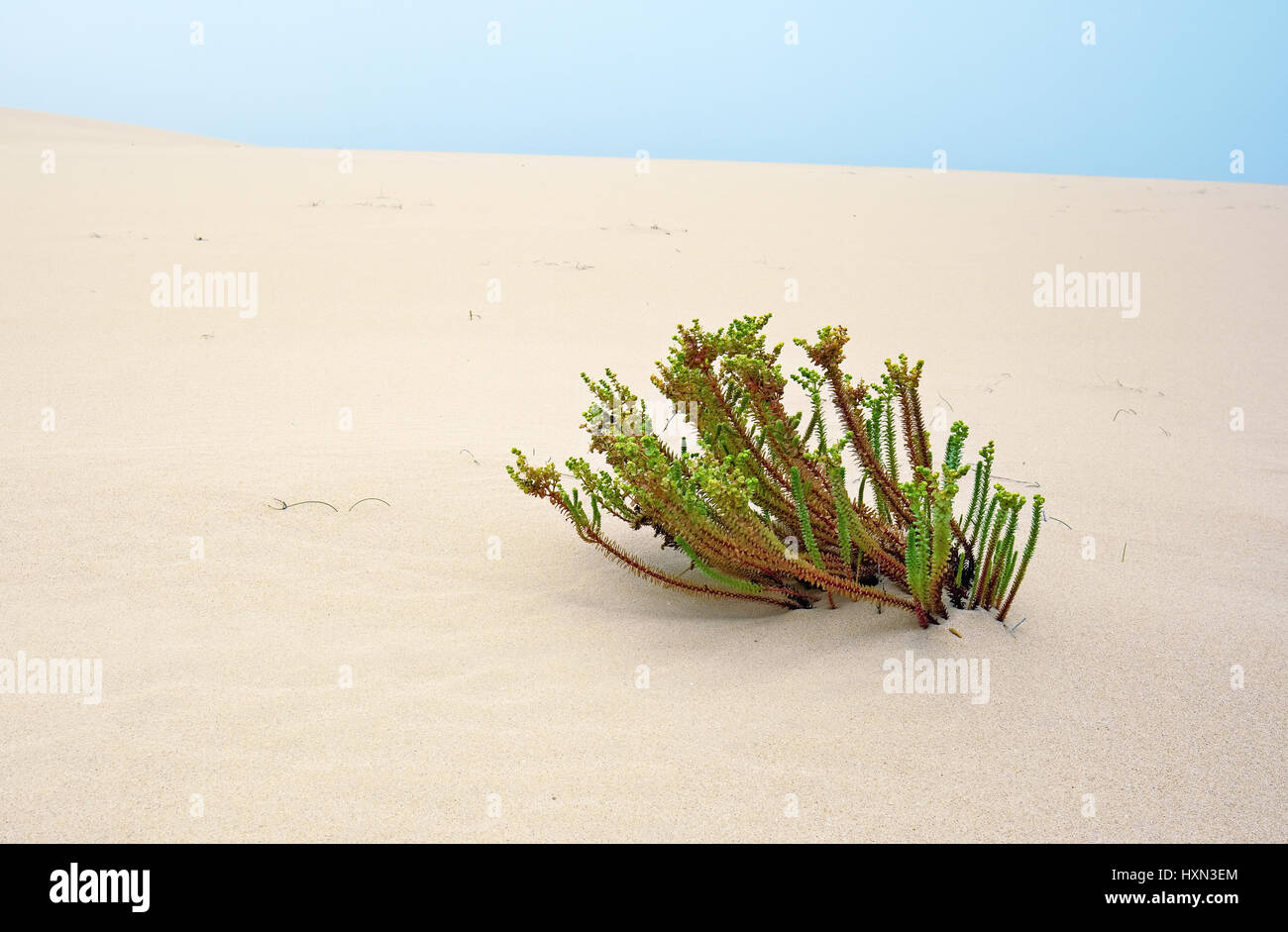 single plant in the desert Stock Photo - Alamy