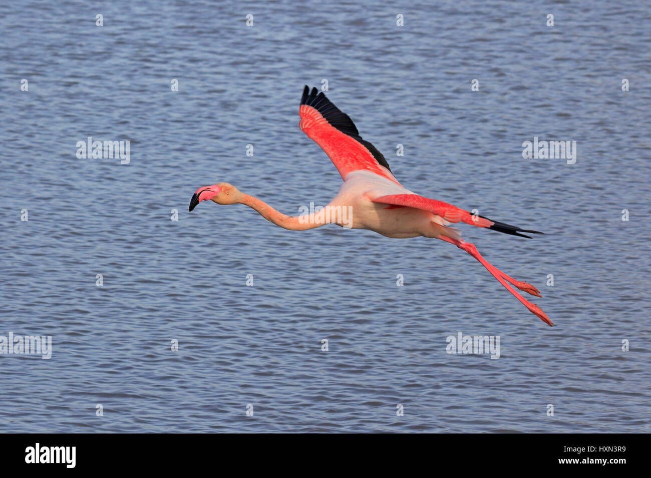 Flying flamingo hi-res stock photography and images - Alamy