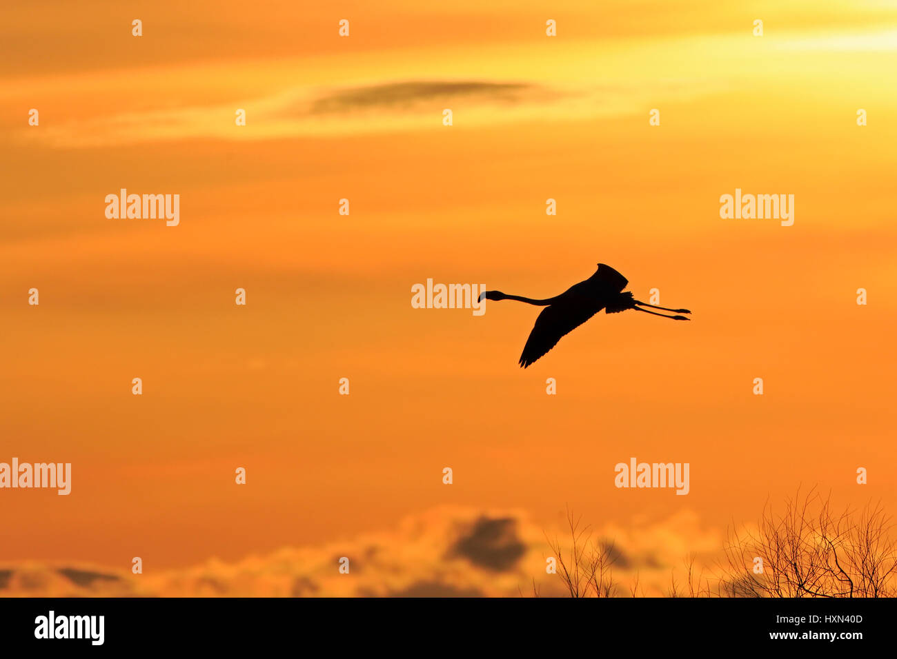 Flamingo flying sunset hi-res stock photography and images - Alamy