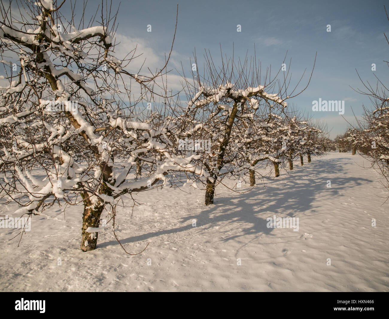 A fruit orchard covered with snow Stock Photo - Alamy