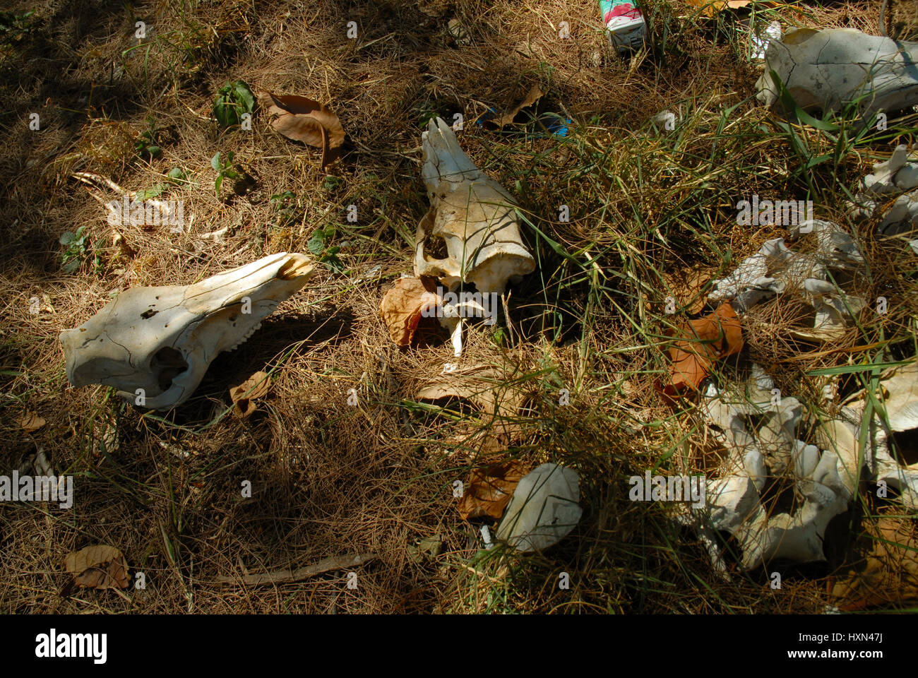 Havana forest park hi-res stock photography and images - Alamy
