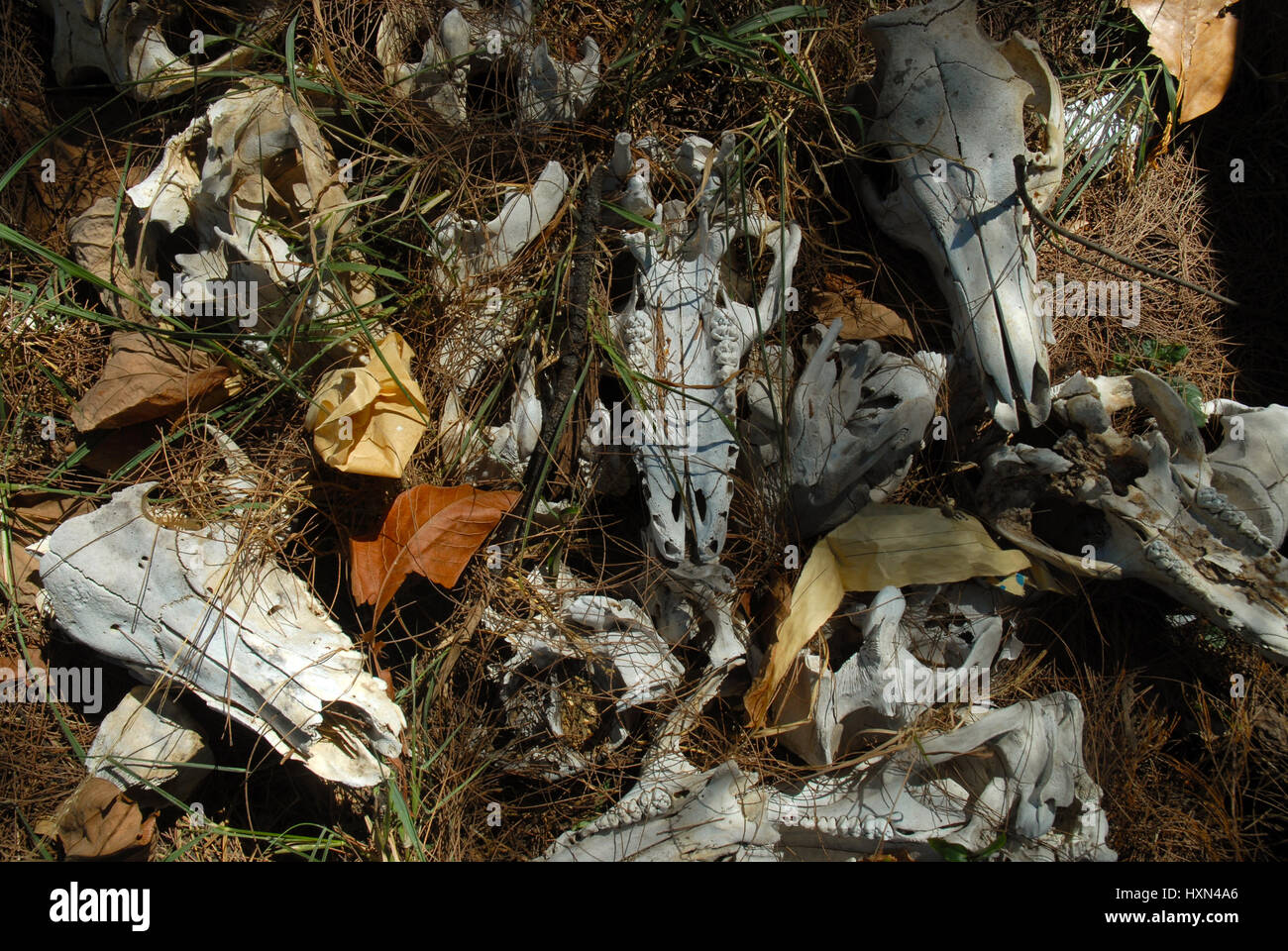 Havana forest park hi-res stock photography and images - Alamy